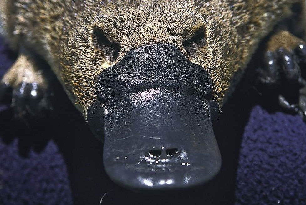 Impossible n'est pas ornithorynque